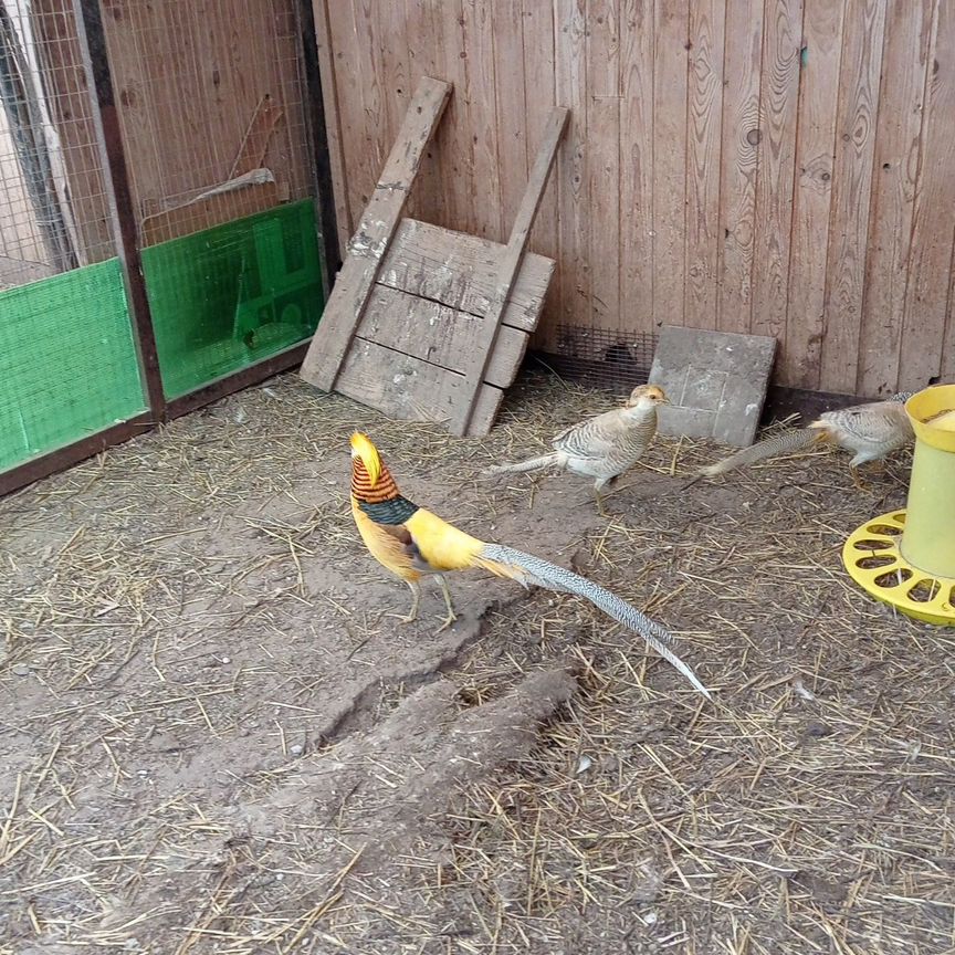 Фазаны-много видов