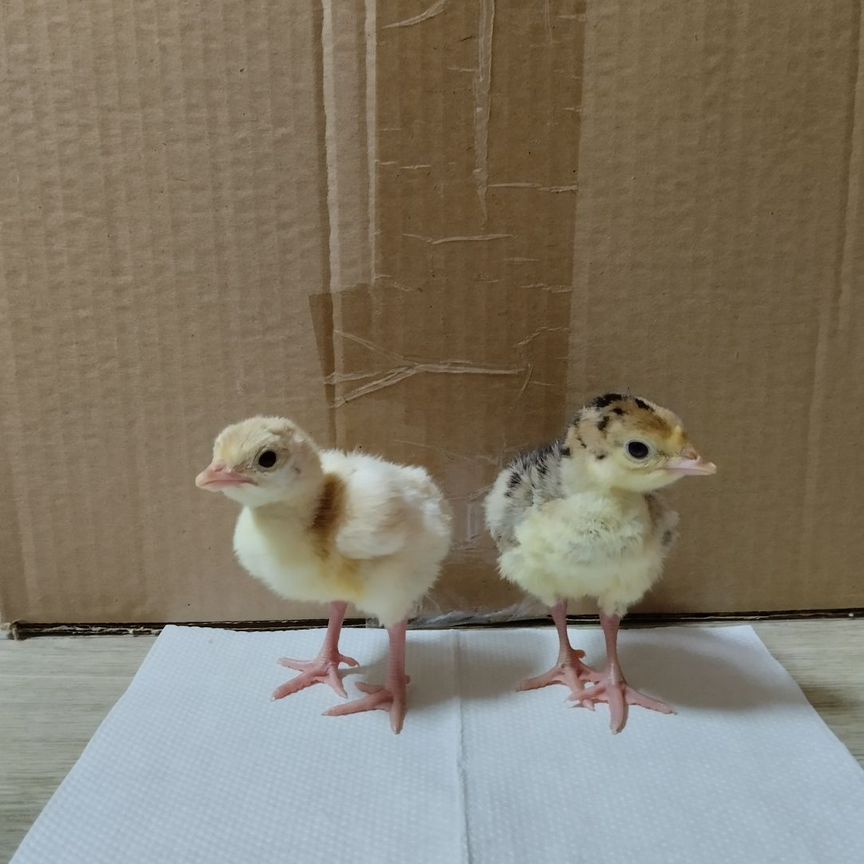 Продам индюшат