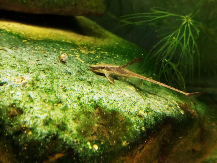 Стурисома панамская