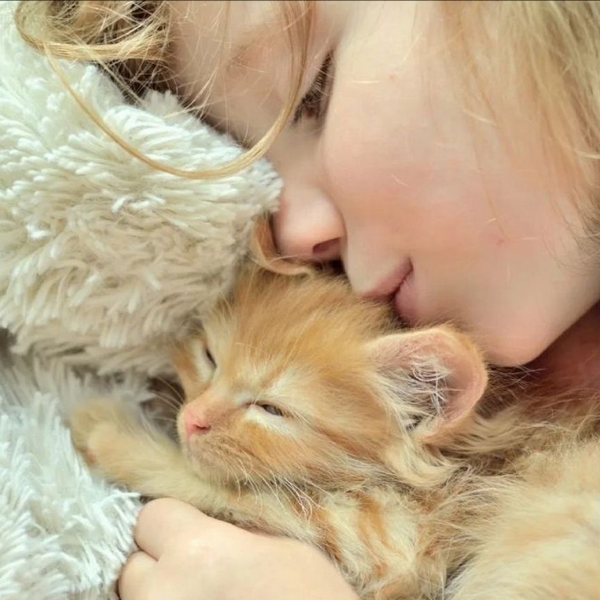 Светло- Рыжий котенок мальчик