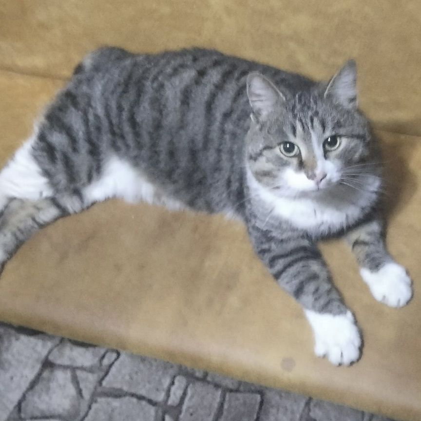 Карельский бобтейл, взрослый кот