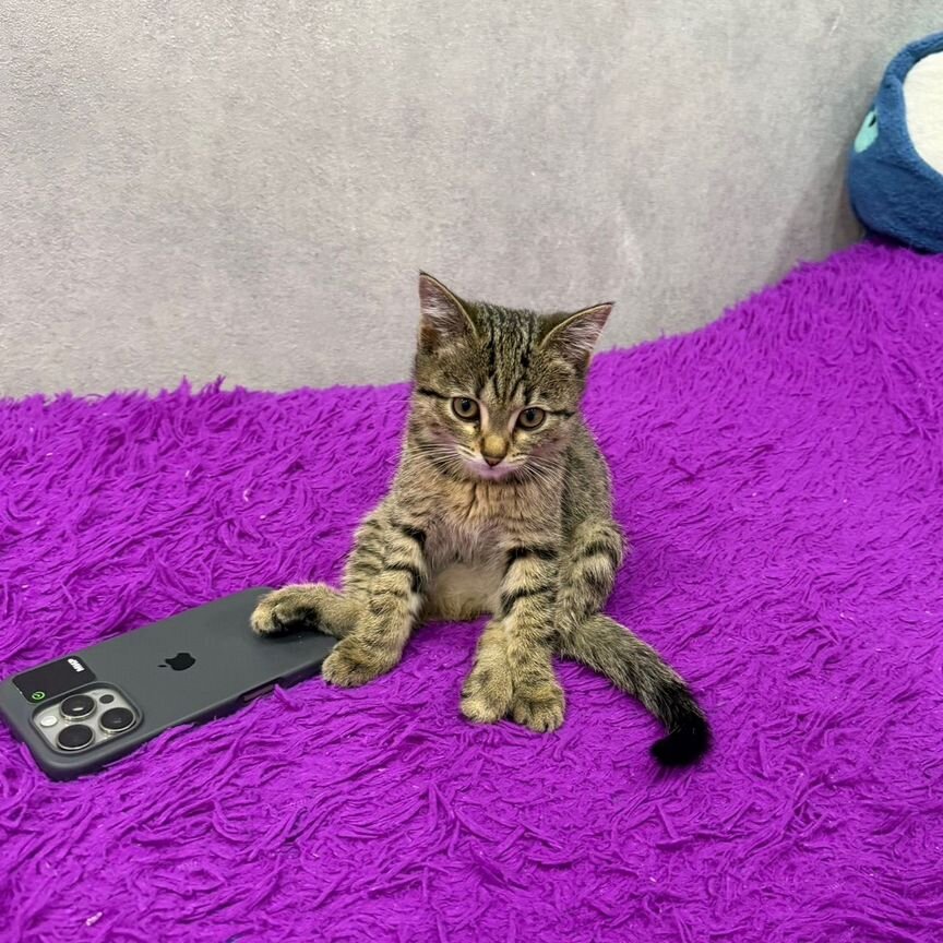 Котёнок в добрые руки