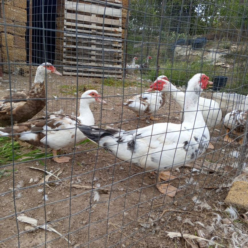 Мускусные четырех месячные утята