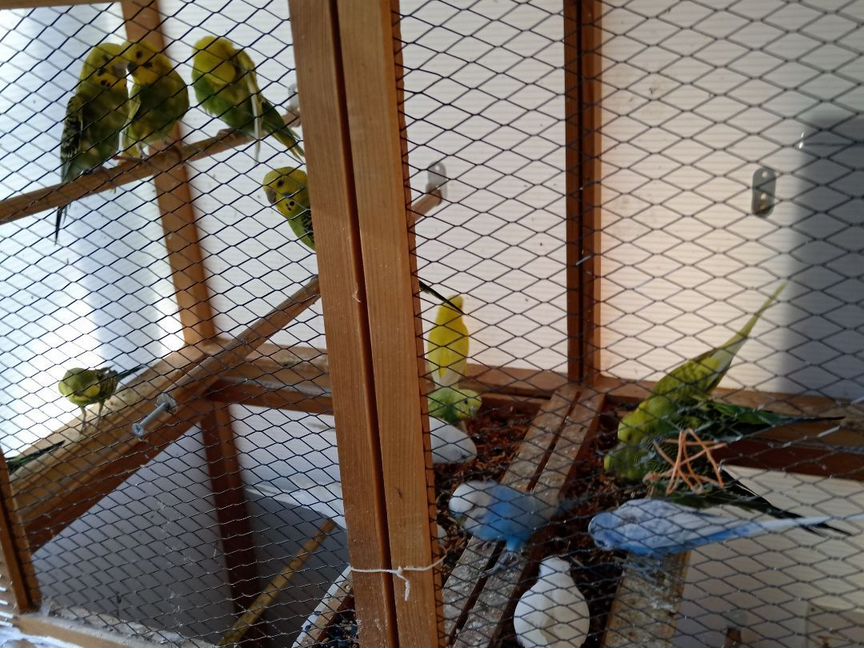 Волнистый попугай