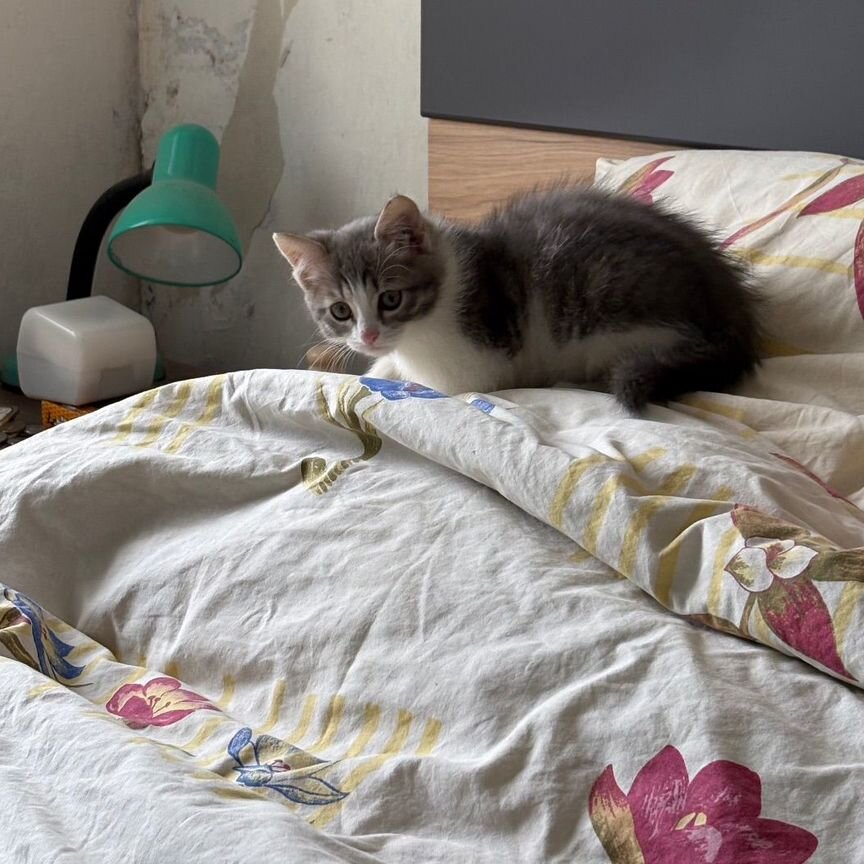 Котёнок в добрые руки