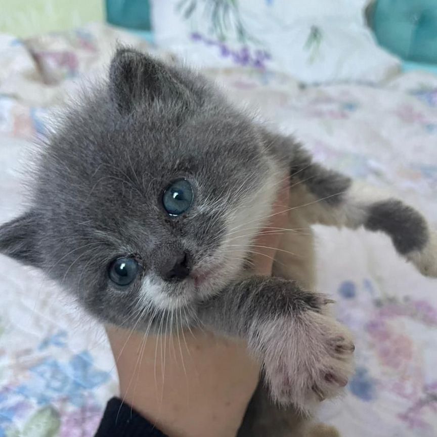 Шотландский вислоухий короткошёрстный котёнок