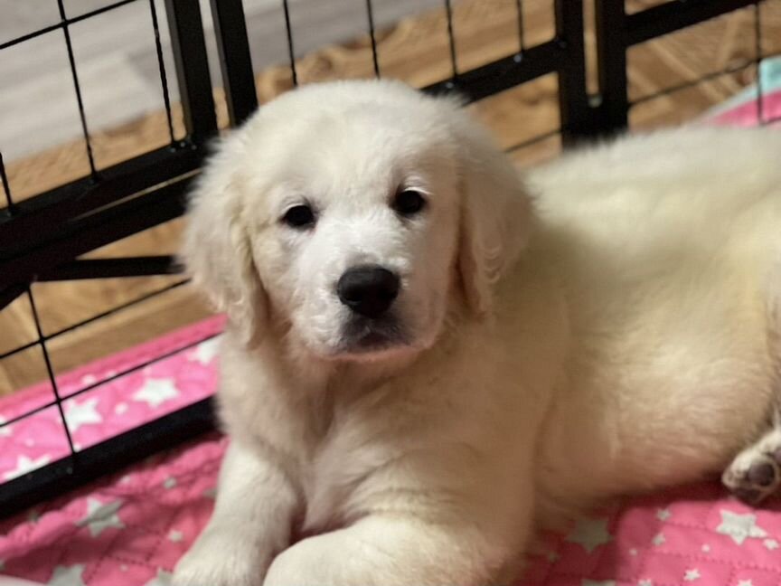 Золотистый ретривер