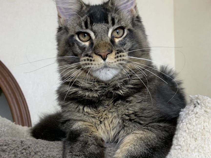 Котенок мейн-кун, черный тикированный