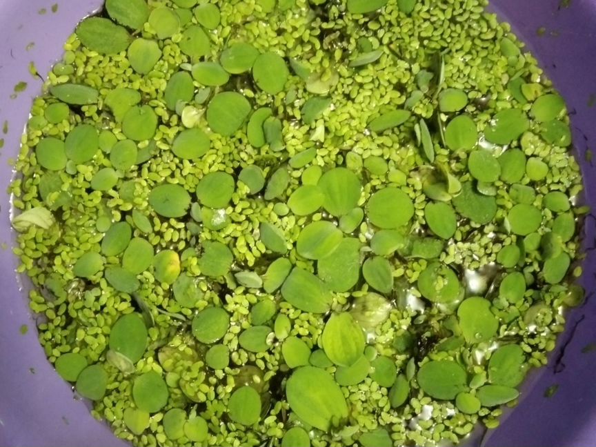 Аквариумные растения