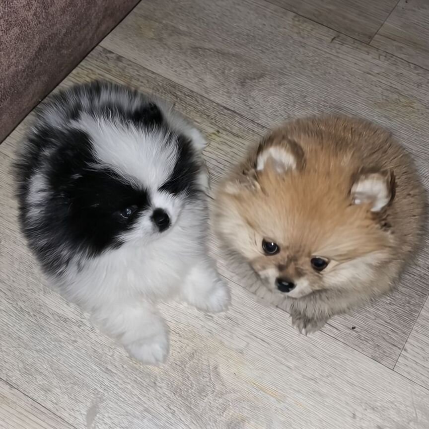 Померанский шпиц, щенок