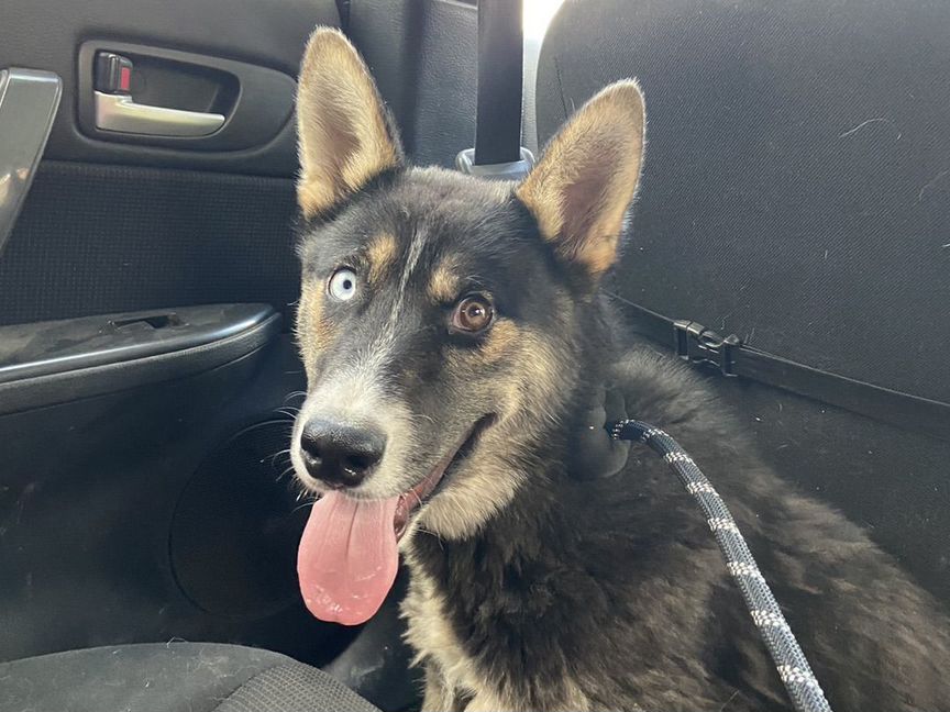 Щенок в добрые руки отдам бесплатно