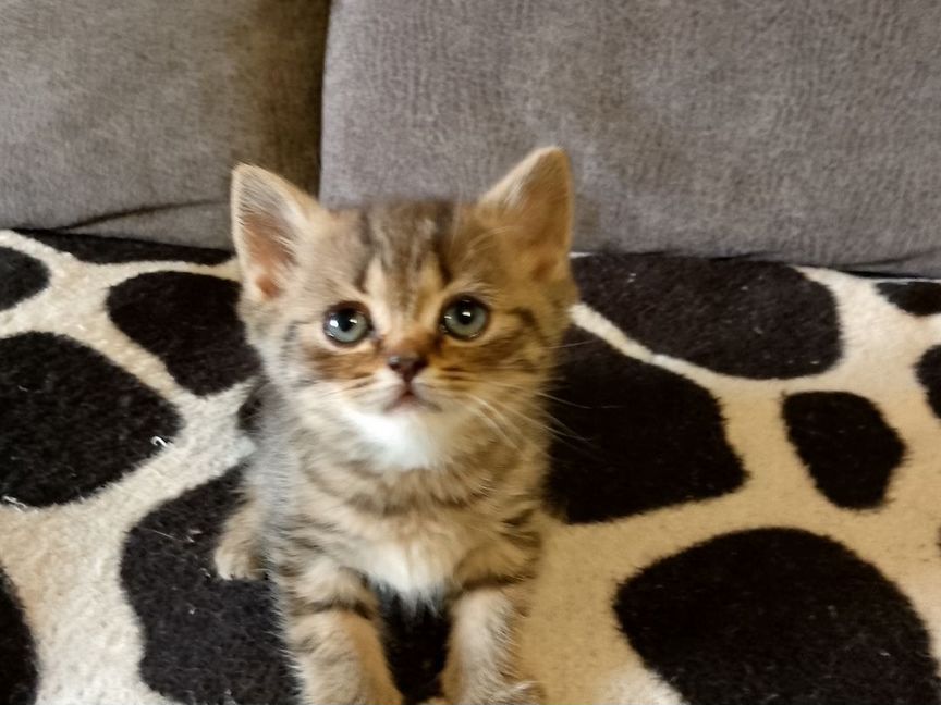Шотландские котята