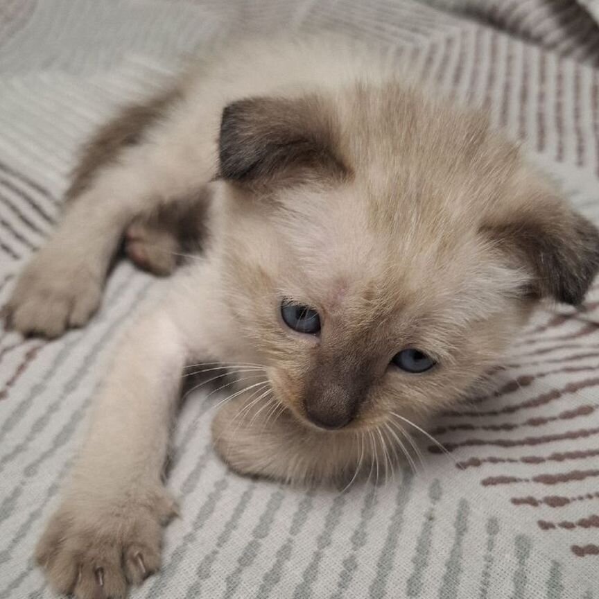 Шотландский вислоухий короткошёрстный котёнок
