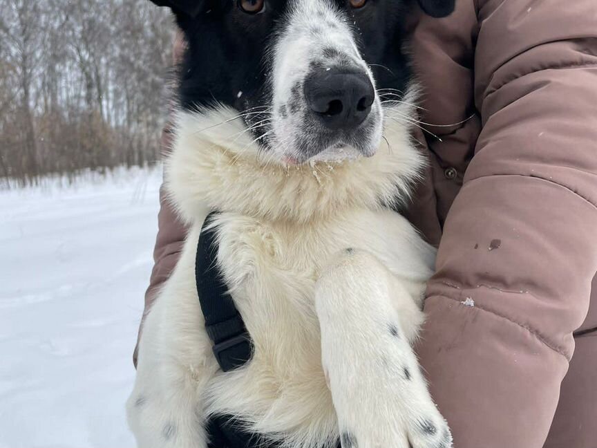 Белый Бим черное ухо хочет домой