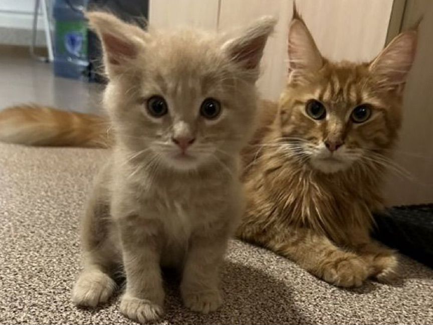 Котята мейн-кун