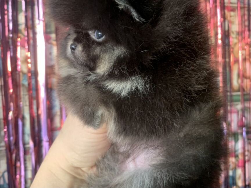 Шпиц микро мальчик