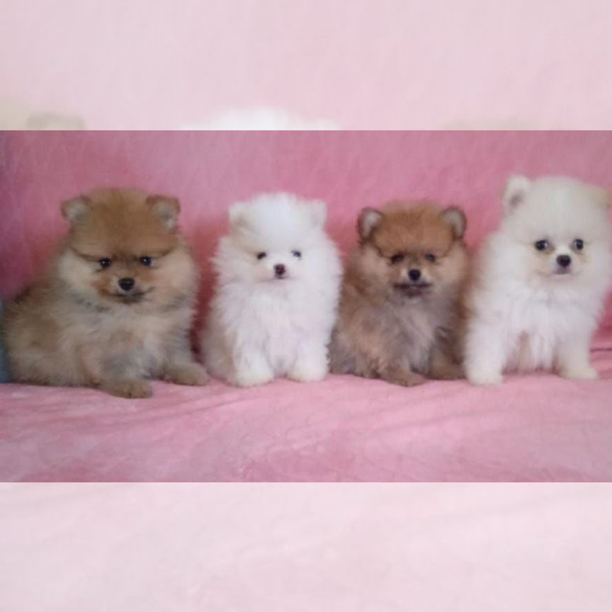 Щенки шпица