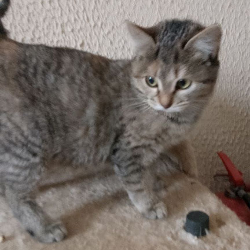 Котята от невской маскарадной