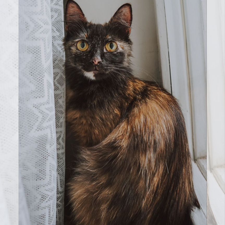 Яркая трехцветка Саманта в дар