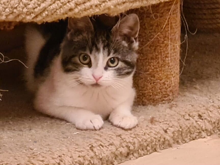 Котёнок Сеня ищет дом