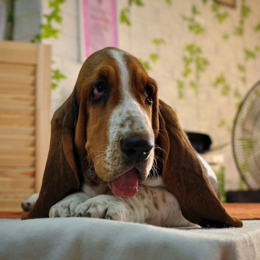 Щенки бассета