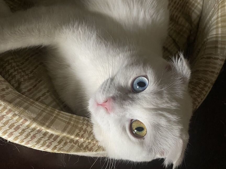 Фишер вислоухий