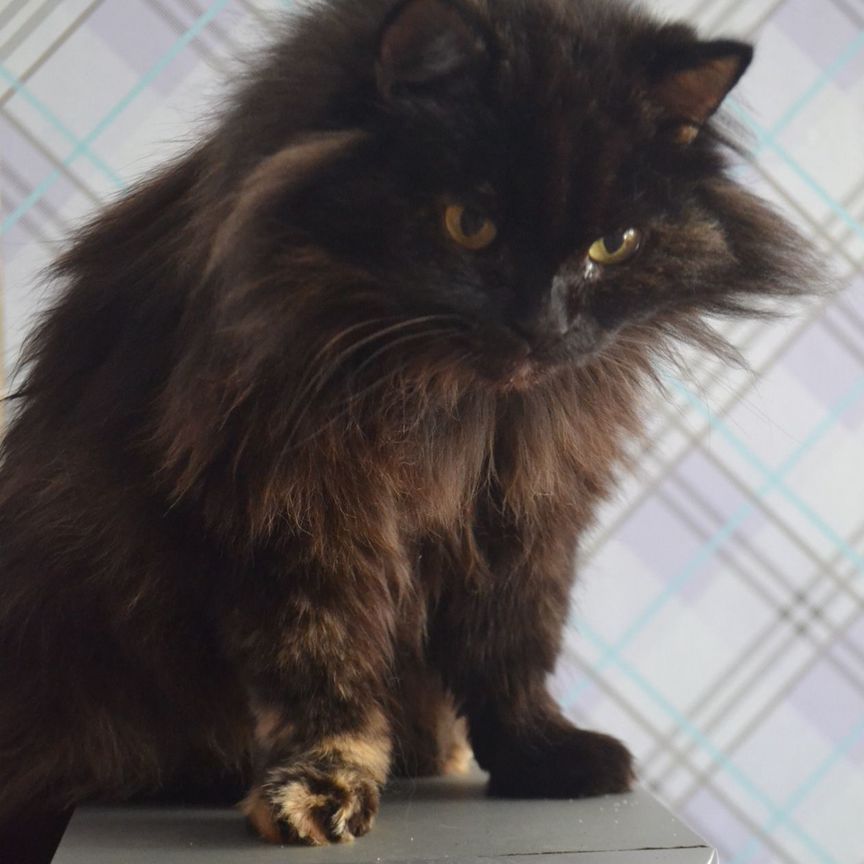 Дивная, ласковая кошка