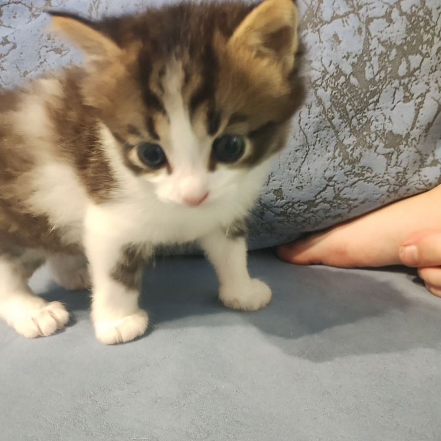 Котята в добрые руки бесплатно