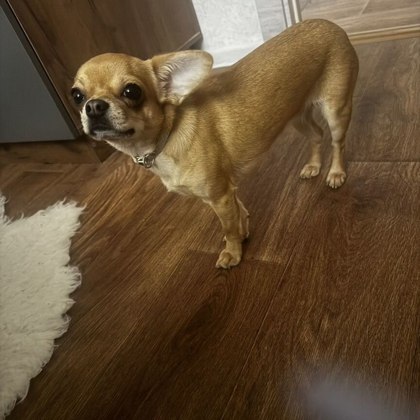 Ищем жениха для вязки. Все вопросы в личку