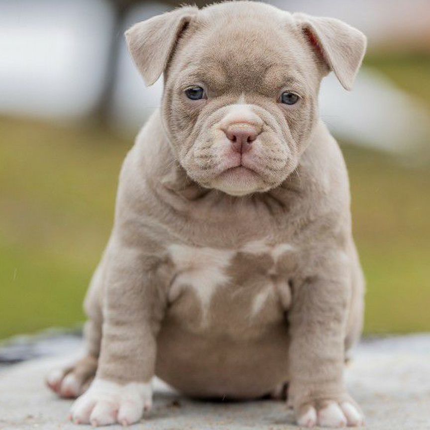 Американский булли, щенок