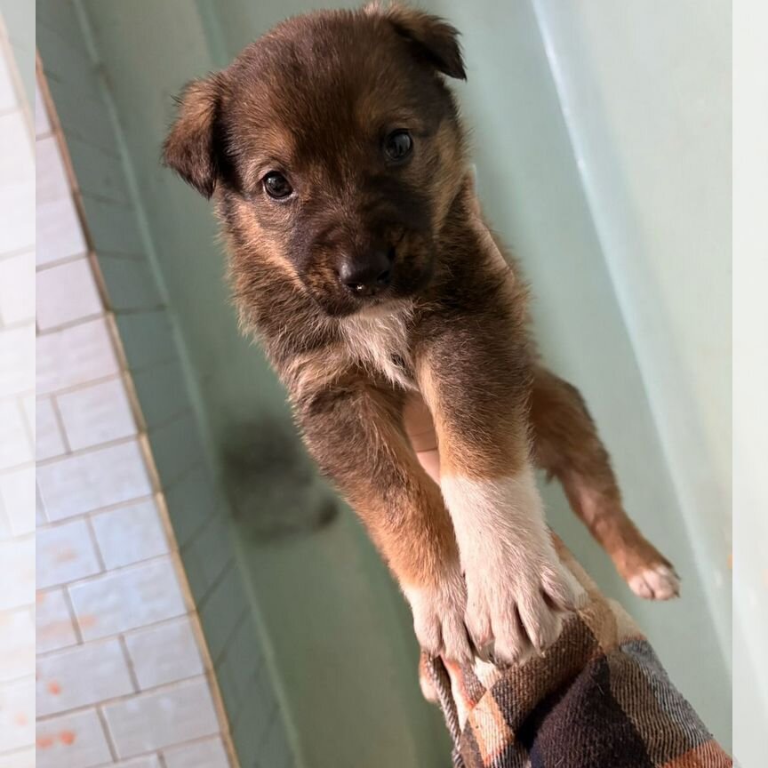 Щенок в добрые руки