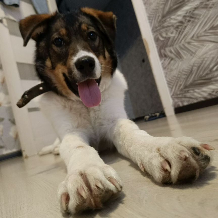 Болгарская овчарка, щенок