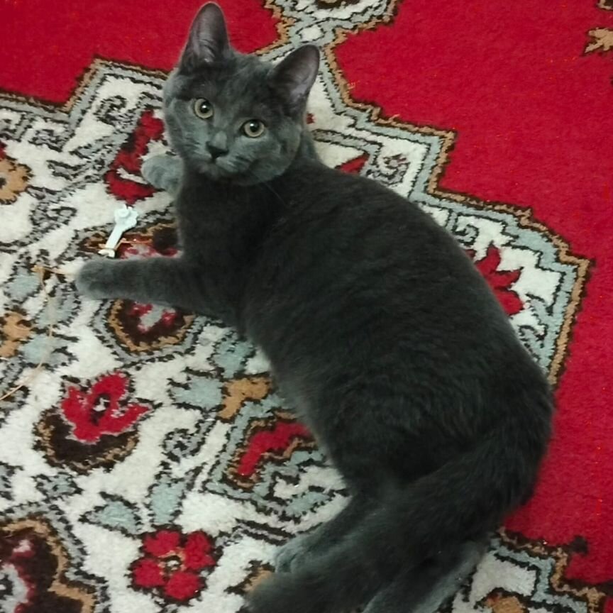 Котенок в добрые руки