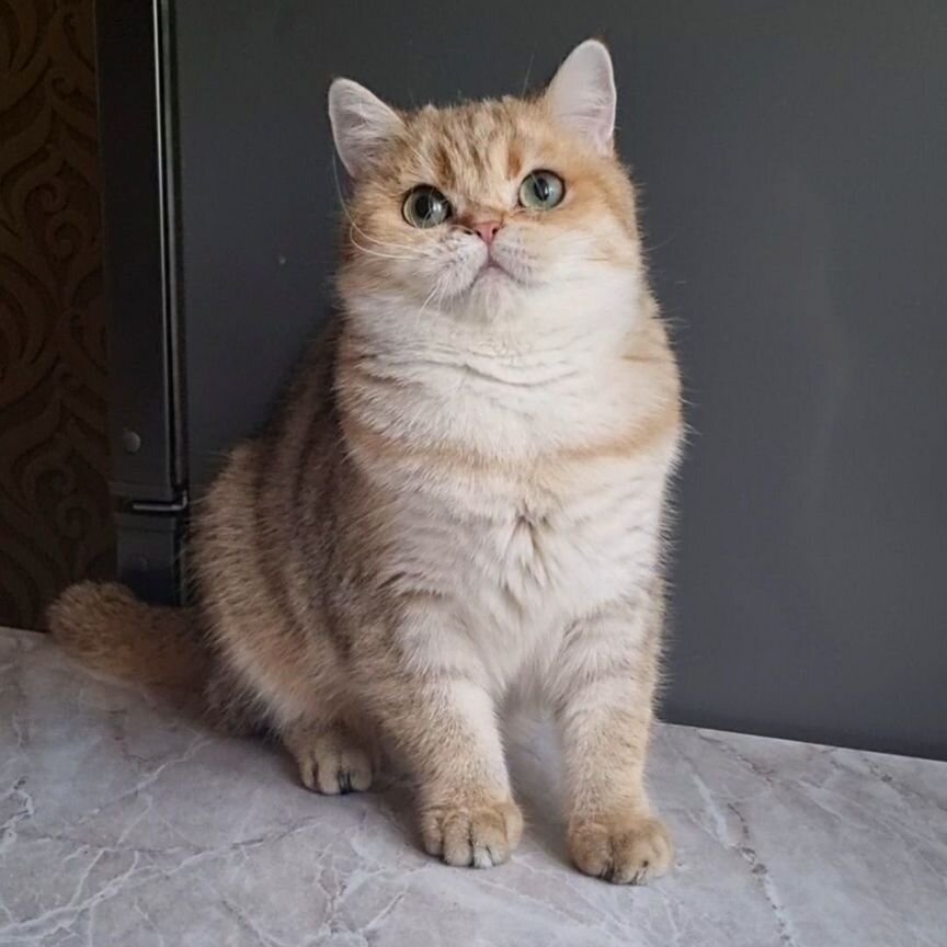 Девочка золотая шиншилла