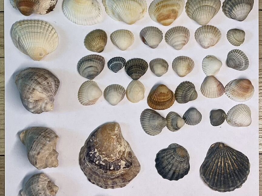 Ракушка / пустые морские ракушки