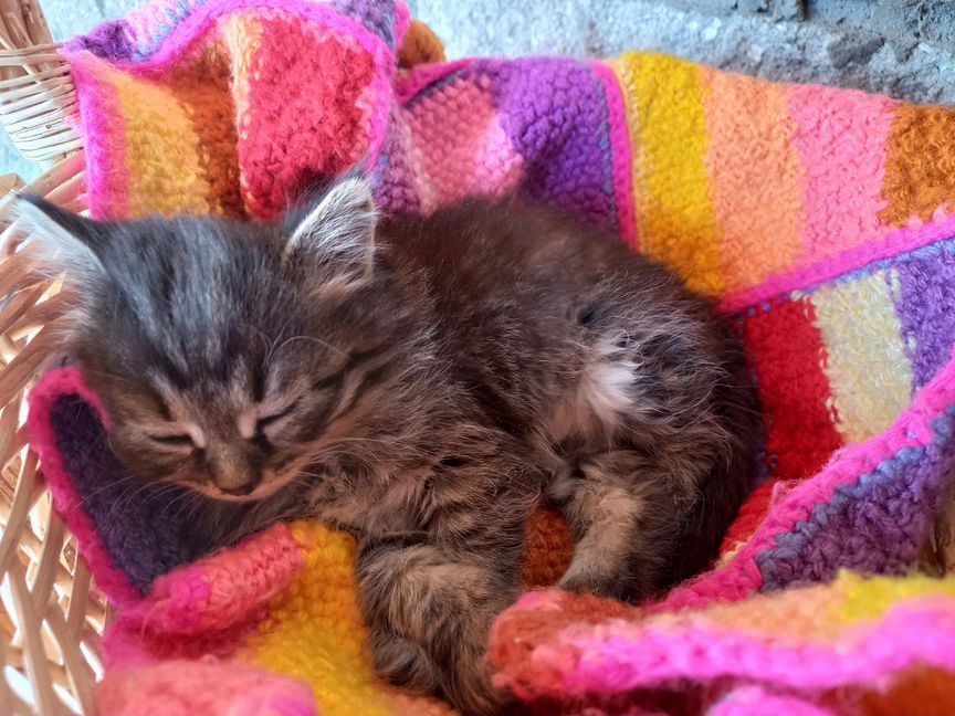 Котят в добрые руки бесплатно