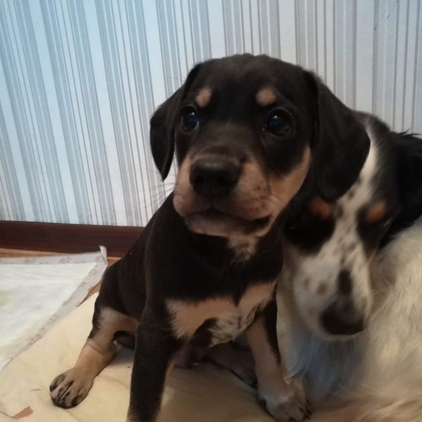 Щенок.Кобель.Два месяца. Короткошорстный