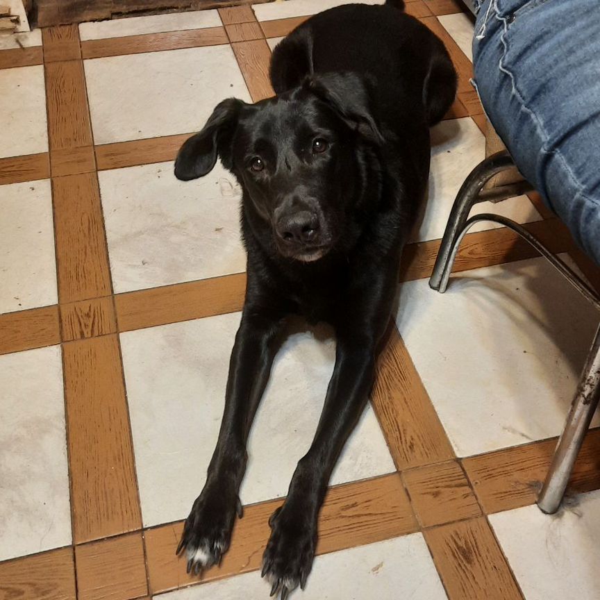 Собака ищет дом