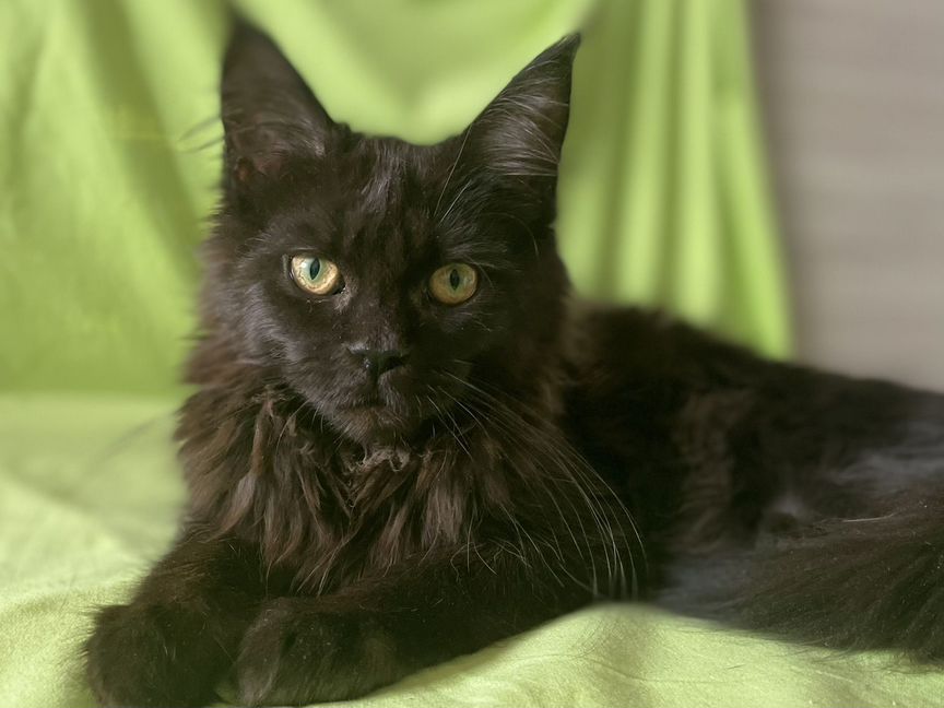 Котенок мейн-кун черная кошечка