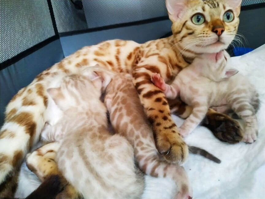 Бенгальские котята снежный барс без документов