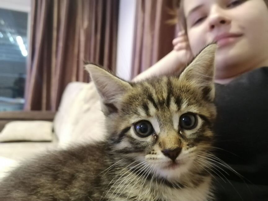 Кошка