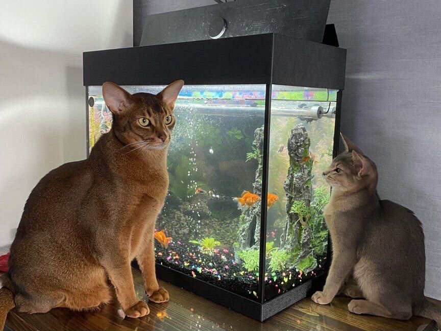 Аквариум 60л