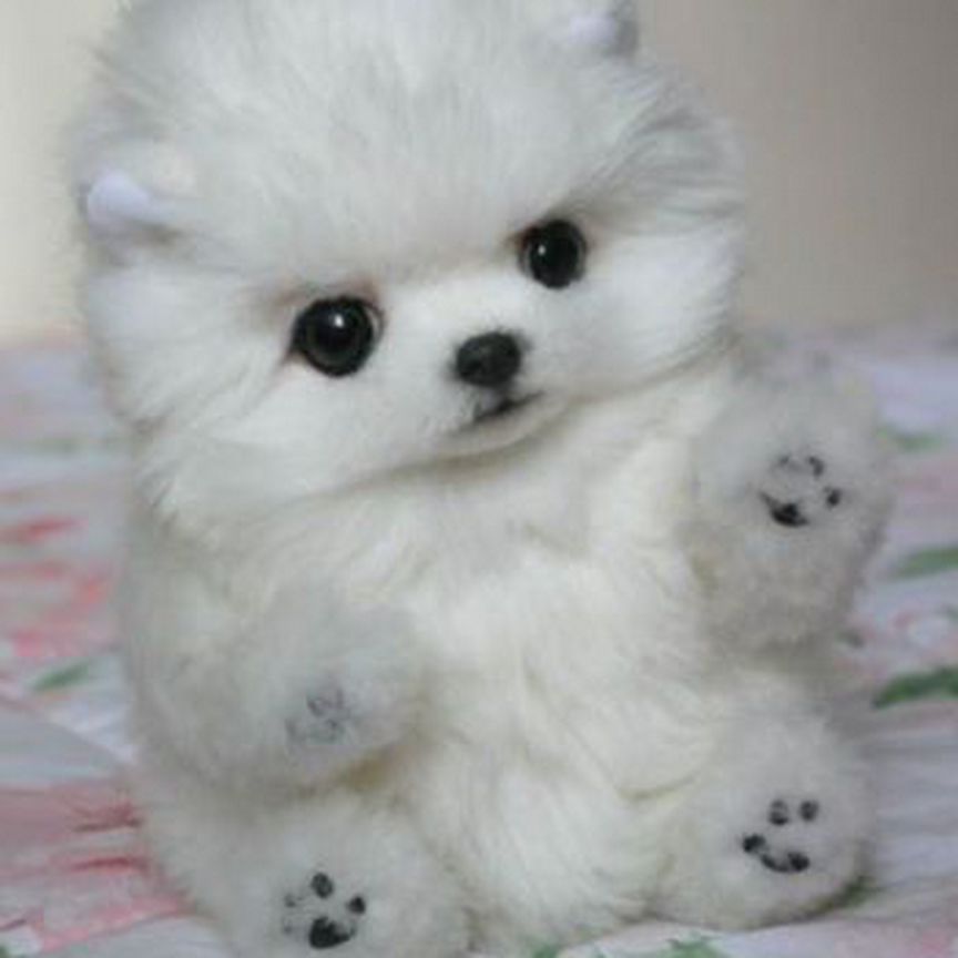 Померанский шпиц