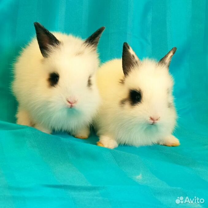 Декоративные крольчата