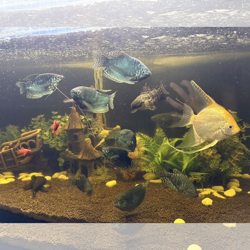 Аквариумные рыбки