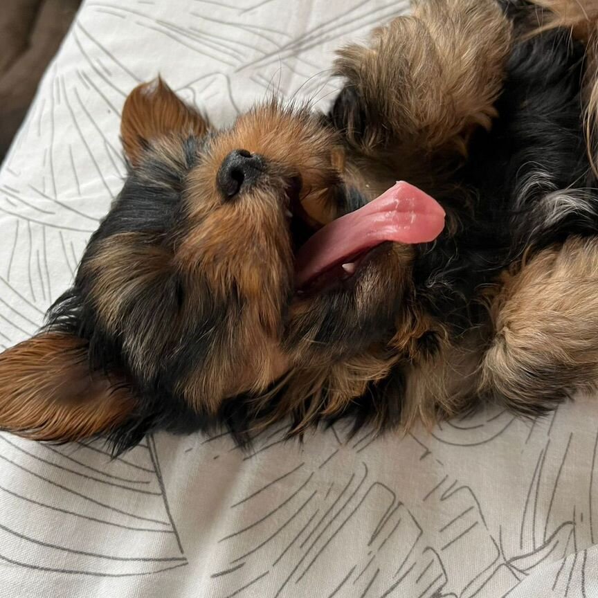 Йорик щенок