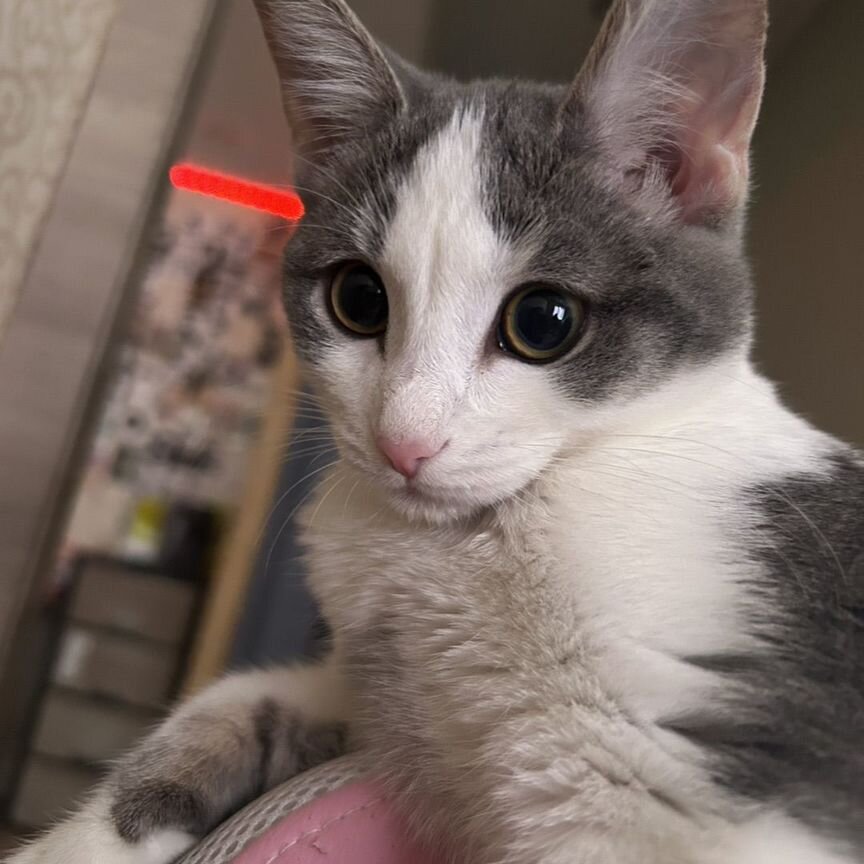 Котенок