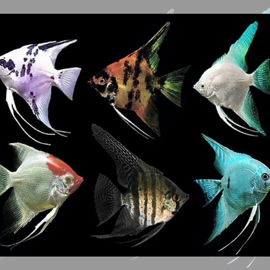 Аквариумные рыбки, огромный выбор