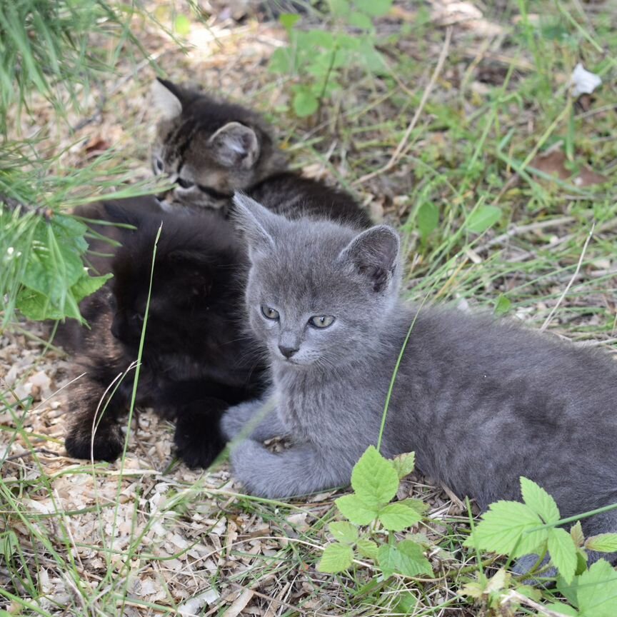 Котята в добрые руки бесплатно