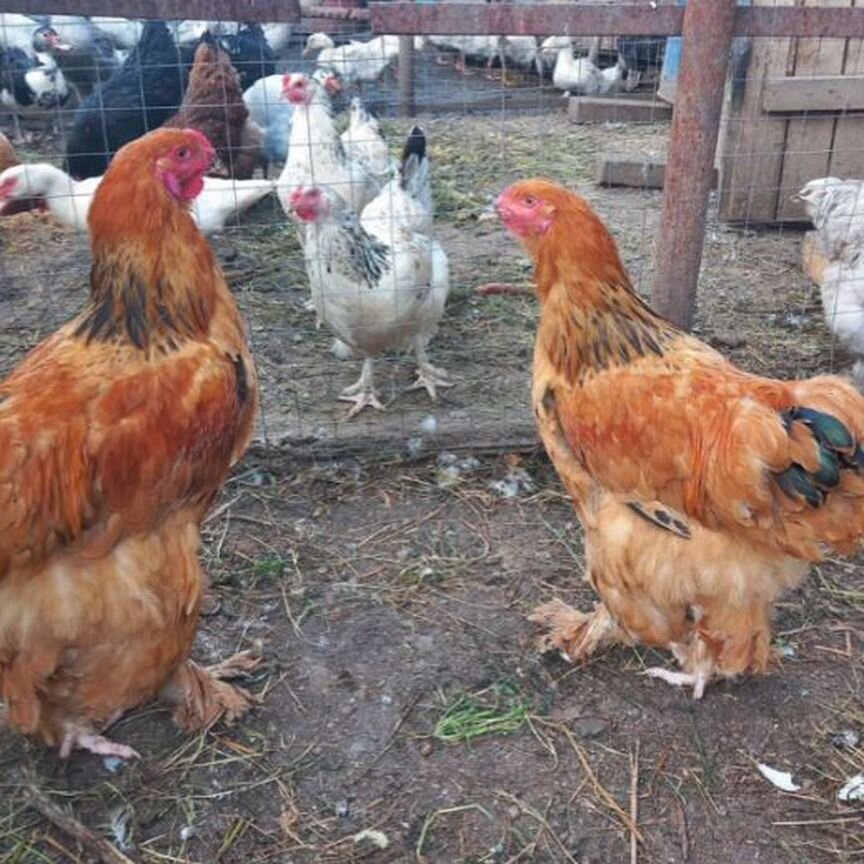 Петухи брама палевая, гудан, павловское золото